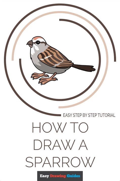 How To Draw A Sparrow Drawing Tutorial Easy Easy Drawings Drawing Tutorial