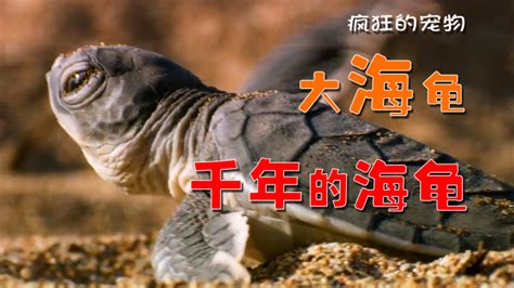 俗话说千年王八万年龟，巨型海龟百年难得一见，小海龟命运又将如何？ 腾讯新闻