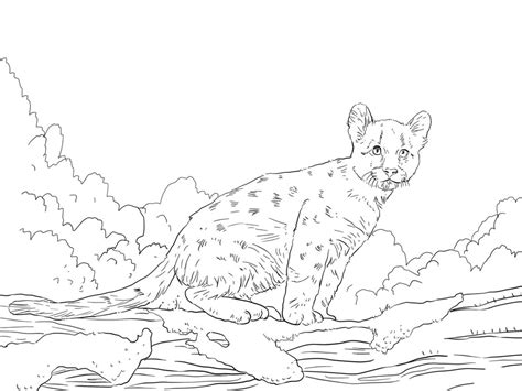 Розмальовка Пума