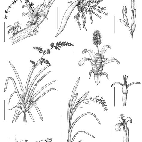 A Aechmea Bambusoides B Aechmea Nudicaulis C Aechmea Ramosa D