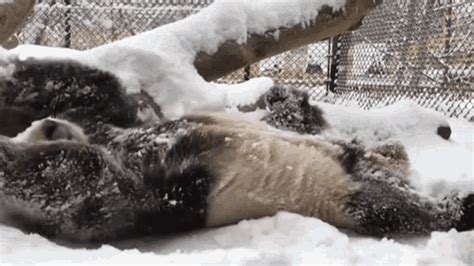 Playing Snow Watch Playful Pandas Frolic In The Snow  Playing Snow