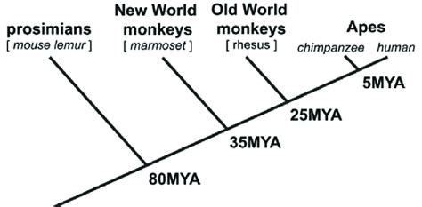 Simple Primate Phylogeny