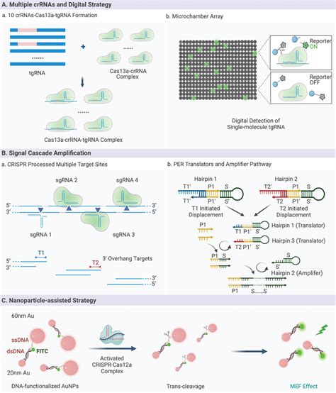 Amplification‐free Crispr‐based Biosensing A Multiple Crrnas And