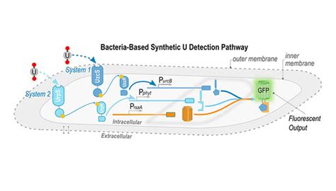 Designing Sensors For Environmental Uranium Detection Physical And
