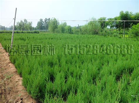 桧柏图片 蜀桧价格 供应塔柏 好景园林蜀桧详情