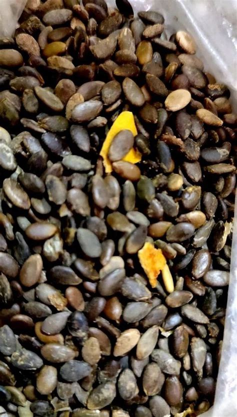 Indrayan Phal Seeds Packaging Type Packet At ₹ 200kg In Jaipur Id