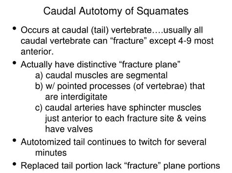 Ppt Lizards And Snakes And Tuatara Part Iii Powerpoint Presentation Id