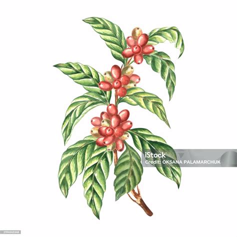 잎과 빨간 열매가 있는 커피 나무 가지 수채화 손으로 그린 그림의 구성 절연 아라비카와 로부스타 종류 향기로운 음료를 위한 재료 포장 카드 덮개의 클립아트 Robusta