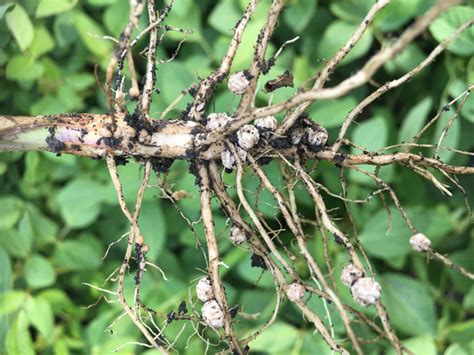 Factors Influencing Soybean Nodulation Titan Pro