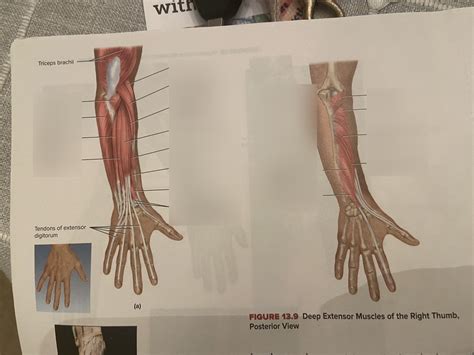 Deep Extensor Muscles Of Forearm And Thumb Diagram Quizlet