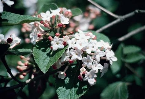 The Main 8 Types Of Viburnum Shrubs And How To Care For Them