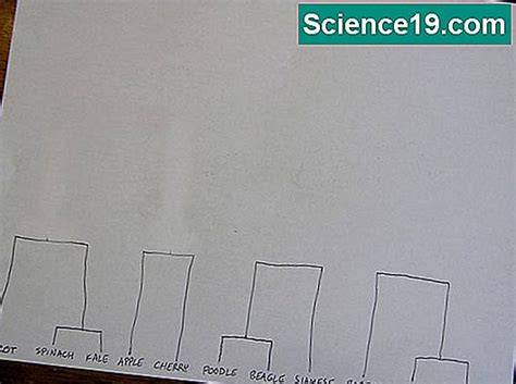 Dendrogram Nasıl Çizilir Bilimsel Ve Popüler Multimedya Portalı