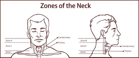 Zones Of The Neck Vector İllustration Stock Illustration Download