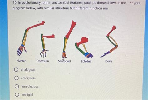 Solved 30 In Evolutionary Terms Anatomical Features Such