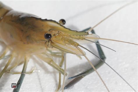 Genetics And Sex Differentiation Prof Amir Sagi Lab