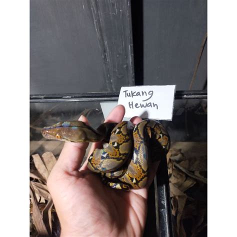 Jual Retic Python ~ Sanca Shopee Indonesia