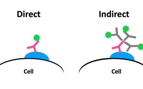 direct vs indirect detection in microscopy fluorofinder