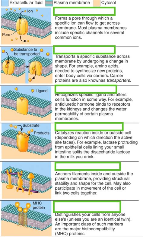 Membrane Proteins Diagram Quizlet Membrane Proteins Diagram Quizlet