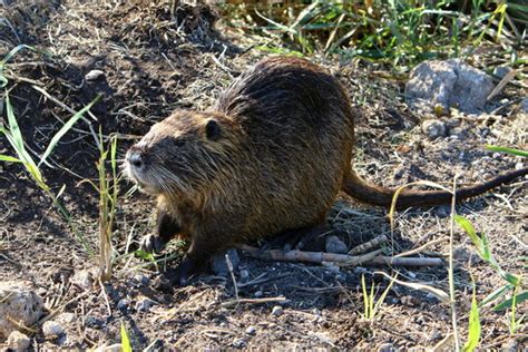 รูปภาพnutrea เลือกดูภาพถ่ายสต็อก เวกเตอร์ และวิดีโอ13902 Adobe Stock