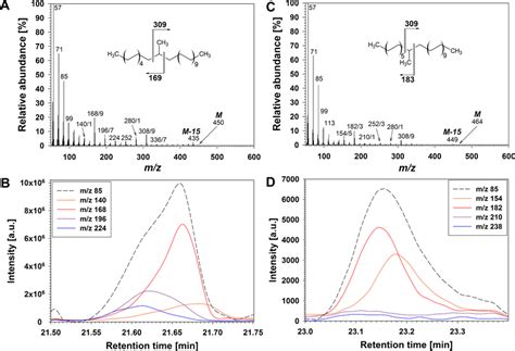 Branched Alkane Structure