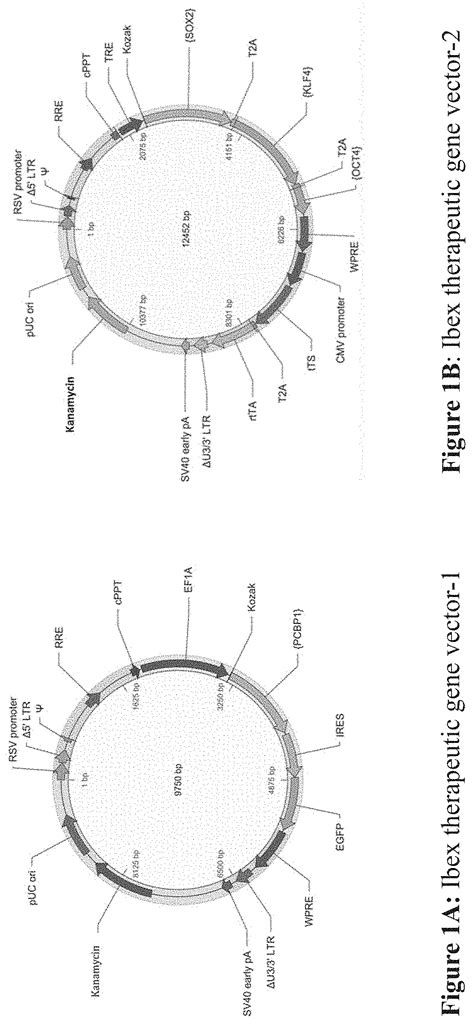 Use Of Pcbp1 To Generate Induced Pluripotent Stem Cells While