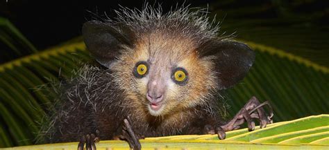 Мадагаскарская Руконожка Ай Ай Фото Как выглядит Где обитает Чем питается и Интересные факты