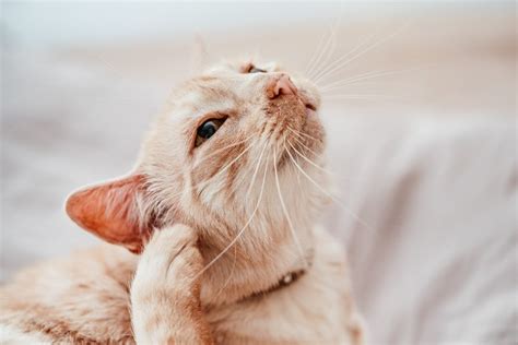 I Think My Cat Has An Ear Infection In Boston Ma What Should I Do Boston Veterinary Clinic