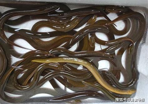 海鳗和海鳝的区别图片 海鳝和海鳗的区别图片 伤感说说吧