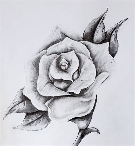 Realistic Rose Pencil Sketches