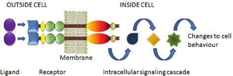 Classical Receptor Tyrosine Kinase Signaling Ligand Binding