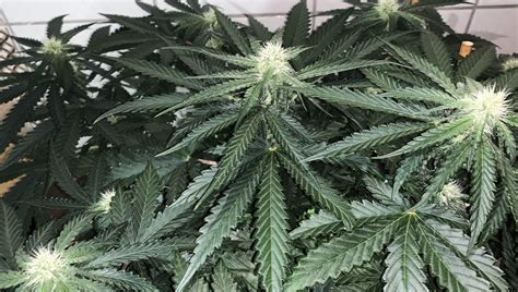 Cannabis Flowering Stage Week By Week Detroit Chinatown