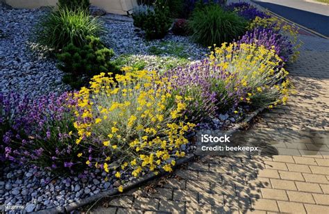 경사진 공원에 계단이있는 테라스 가벼운 돌로 벽을 옹는 돌 다년생 식물이있는 파란색 라벤더와 분홍색 장미가 벽 가장자리에서 자랍니다 잔디밭과 자갈 길 주도 보도 성