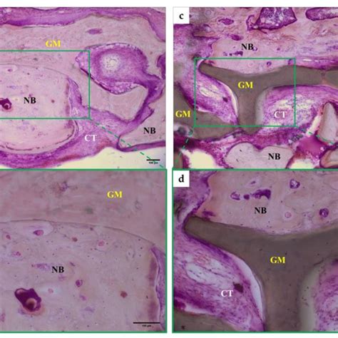 Calvarial Defect In Rats A The Appearance Of Calvarial Defect Used Download Scientific