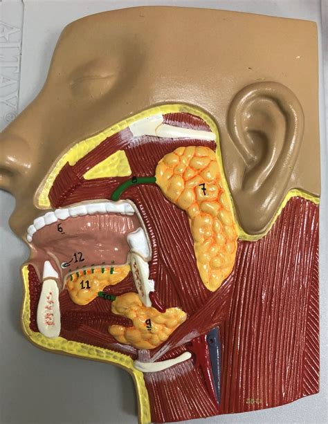 Digestive System 2 Diagram Quizlet
