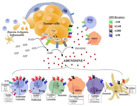 Ijms Special Issue Purinergic Signalling In Cancer And Inflammation