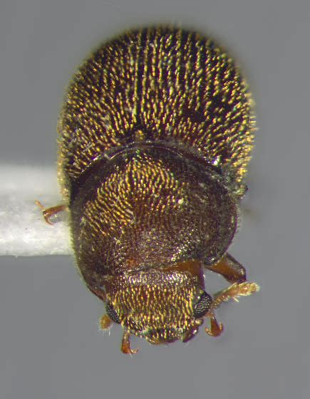 None Cis Fuscipes Specimens Insects Of Iowa