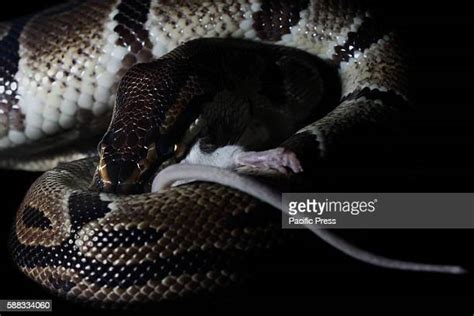 Are Ball Pythons Dangerous Photos And Premium High Res Pictures Getty