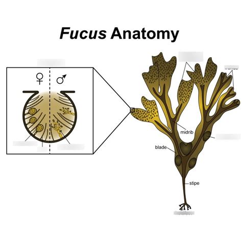 Fucus Diagram Dictyota Polysiphonia Porphyra Laminaria And Fucus