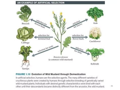 Taxonomy Principles And Procedures Pptx