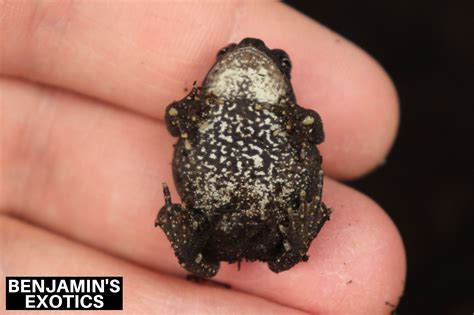 Southern Toads Cbb Nc Locality 3 Pack Anaxyrus Terrestris Benjamins Exotics