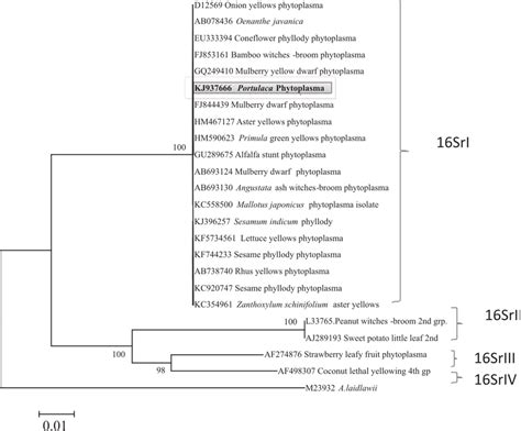 Dendrogram Constructed By The Neighbor Joining Method Showing Close