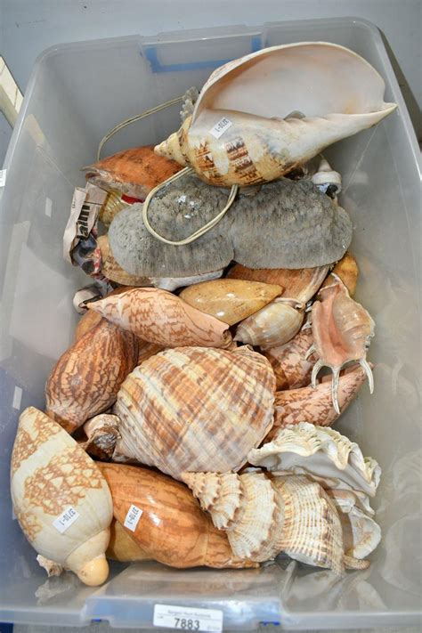 Sold Price Large Collection Of Seashells Including An Ornate Shell