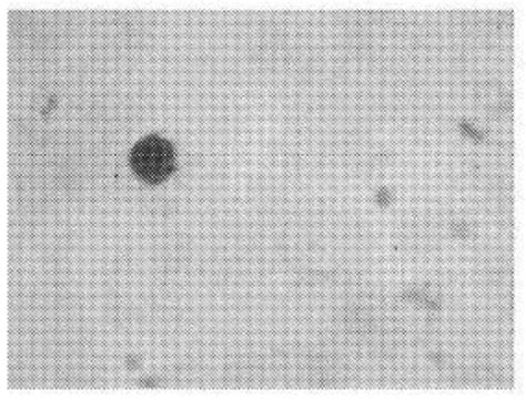 Method And System For Securing Biological Specimen For Microscopic Imaging Eureka Patsnap
