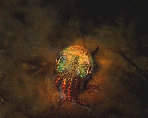 Marine Discovery Centre Volunteer News Cute And Sexy Squid