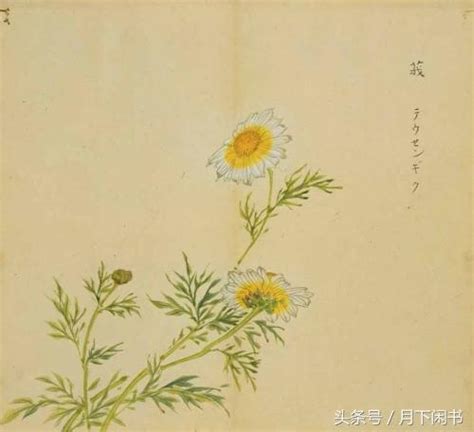 茶水先生讀詩經176菁菁者莪不要停下追尋君子的腳步 每日頭條