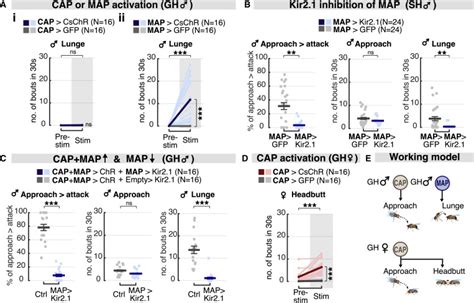 A Circuit Logic For Sexually Shared And Dimorphic Aggressive Behaviors In Drosophila Cell