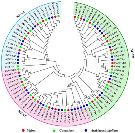 Genome Wide Identification And Chilling Stress Analysis Of The Nf Y