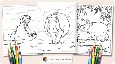 Hippopotamus Coloring Pages [2025]