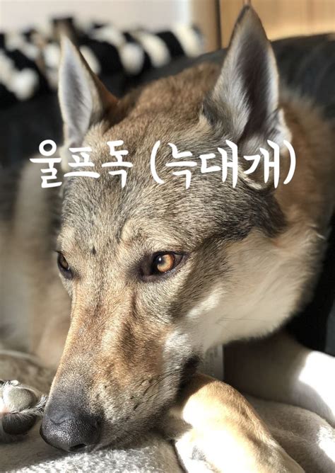 울프독 늑대개 종류 체코슬로바키안 등 기본정보 알고 키우기 네이버 블로그