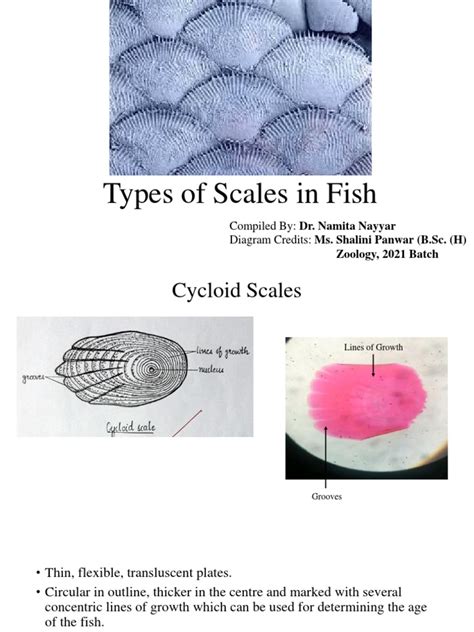 Types Of Fish Scales Explained Pdf